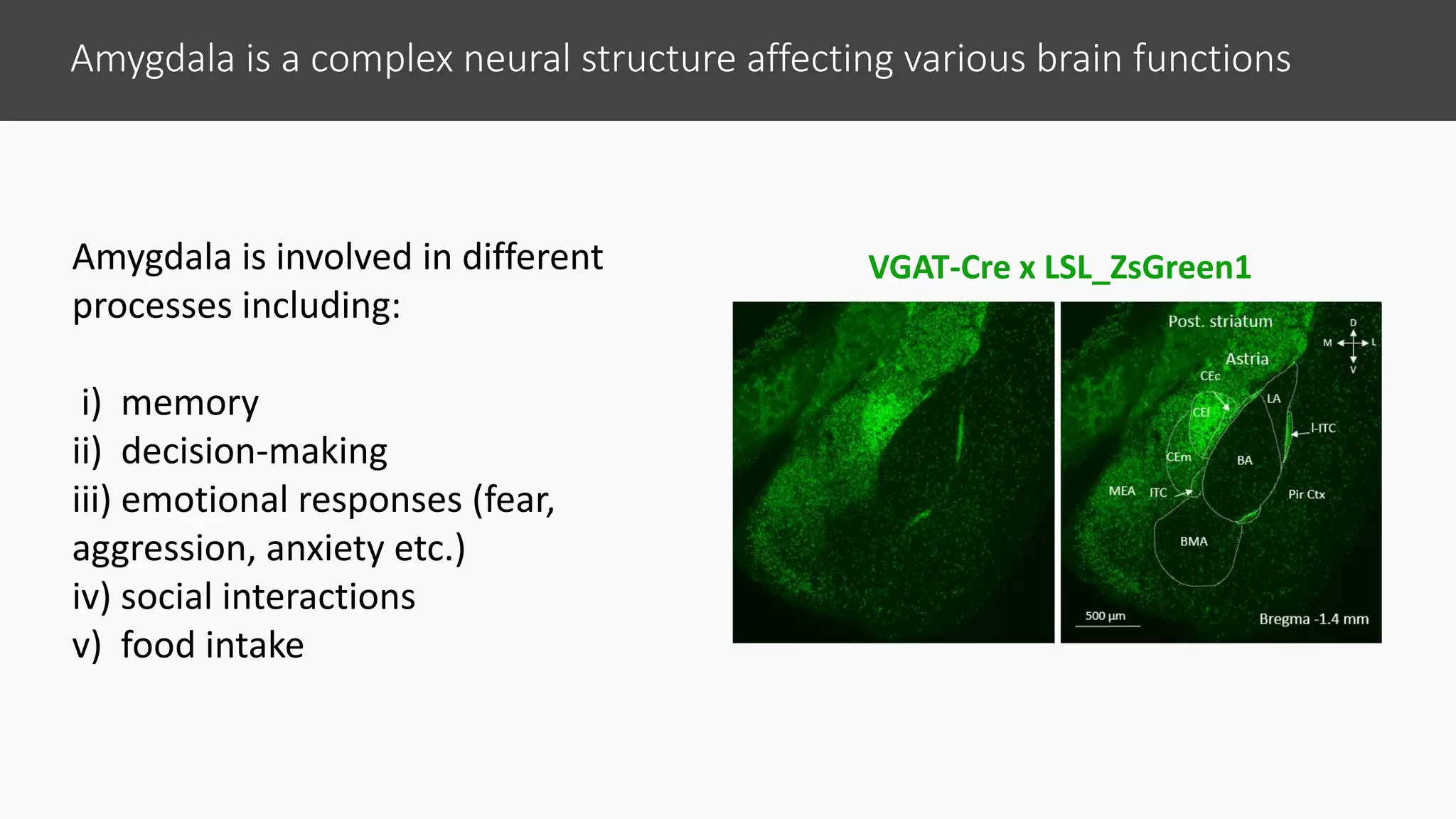 Single-Cell Electrophysiology and 2-Photon Imaging in Awake Mice with ...