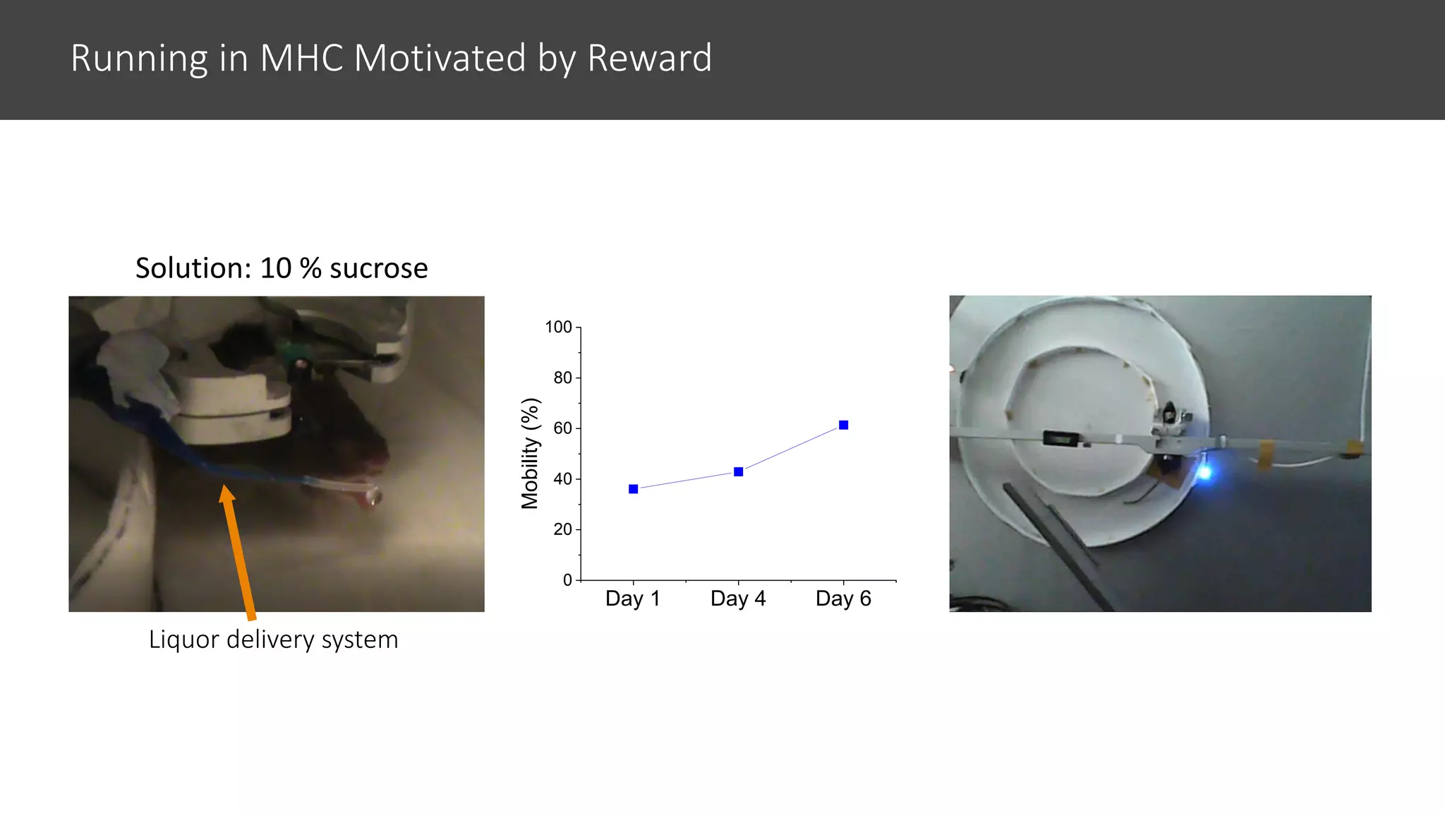 Single-Cell Electrophysiology and 2-Photon Imaging in Awake Mice with ...