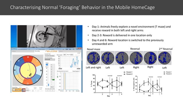Single-Cell Electrophysiology and 2-Photon Imaging in Awake Mice with ...
