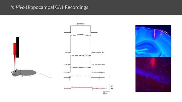 Single-Cell Electrophysiology and 2-Photon Imaging in Awake Mice with ...