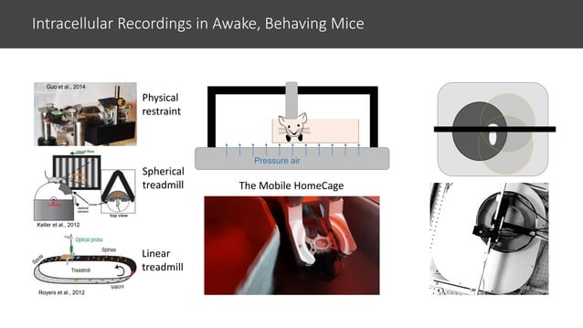 Single-Cell Electrophysiology and 2-Photon Imaging in Awake Mice with ...