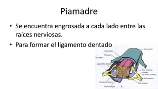 Meninges del encéfalo y de la médula espinal | PPT