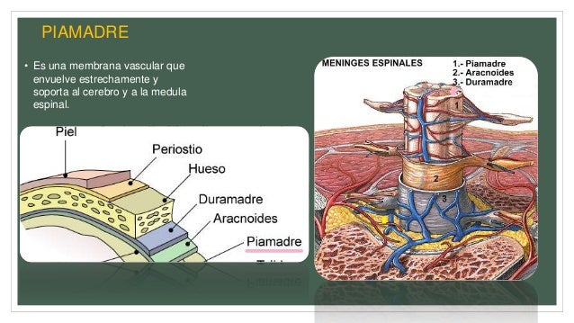 Meninges del encéfalo y de la médula espinal