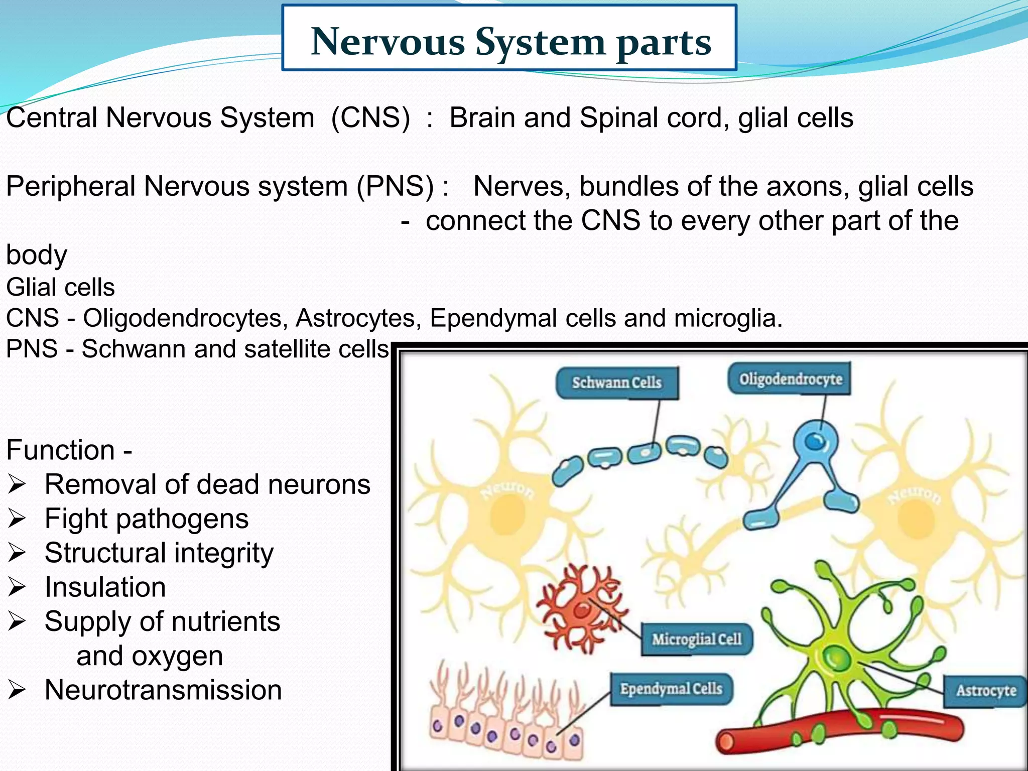 Neurotoxicity and its evaluation | PPTX