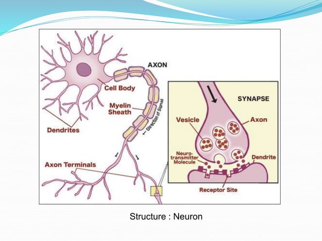 Neurotoxicity and its evaluation | PPTX | Brain and Nervous System ...