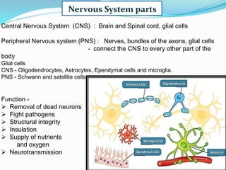 Neurotoxicity and its evaluation | PPTX