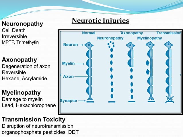 Neurotoxicity and its evaluation | PPTX | Brain and Nervous System ...
