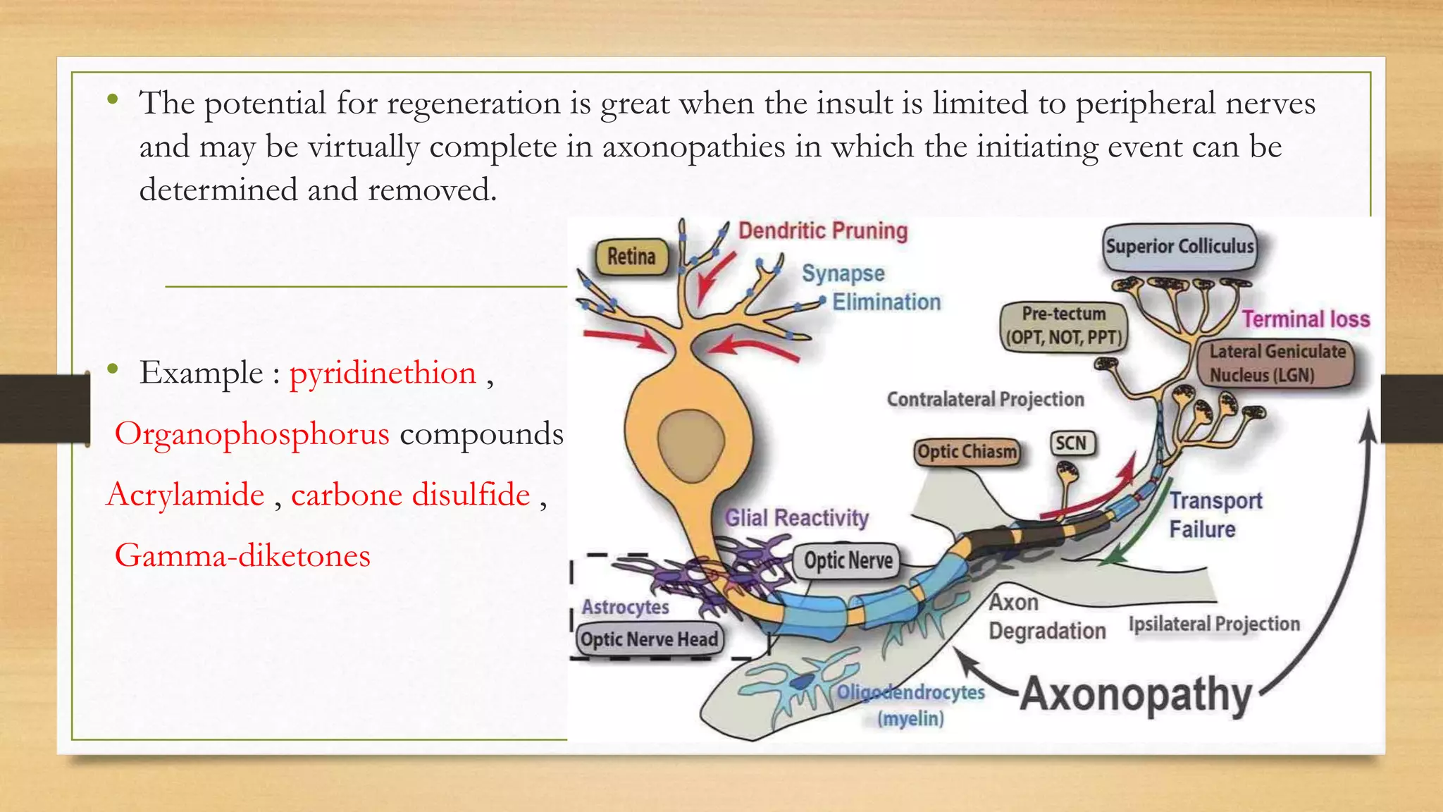 Neurotoxicity | PPTX