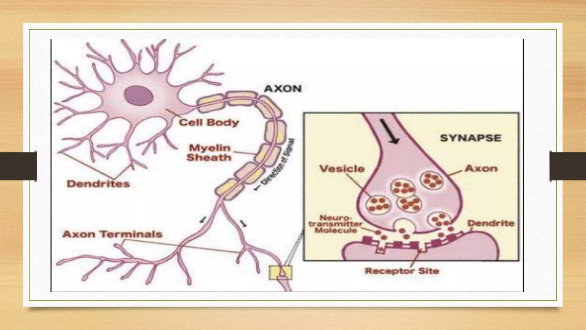 Neurotoxicity | PPTX