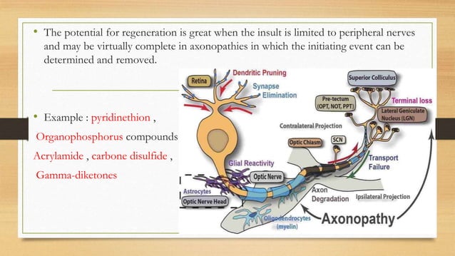 Neurotoxicity | PPTX | Brain and Nervous System Disorders | Diseases ...