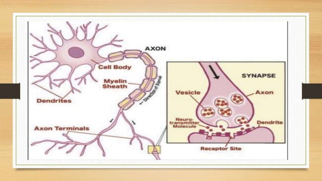Neurotoxicity | PPTX | Brain and Nervous System Disorders | Diseases ...