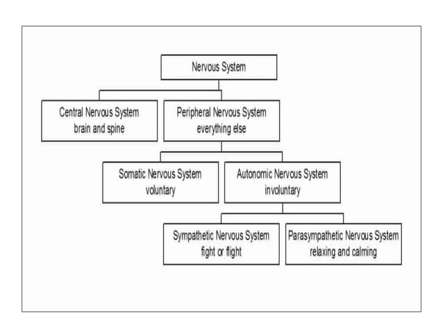 Neurotoxicity & Cytotoxicity | PPTX | Brain and Nervous System ...