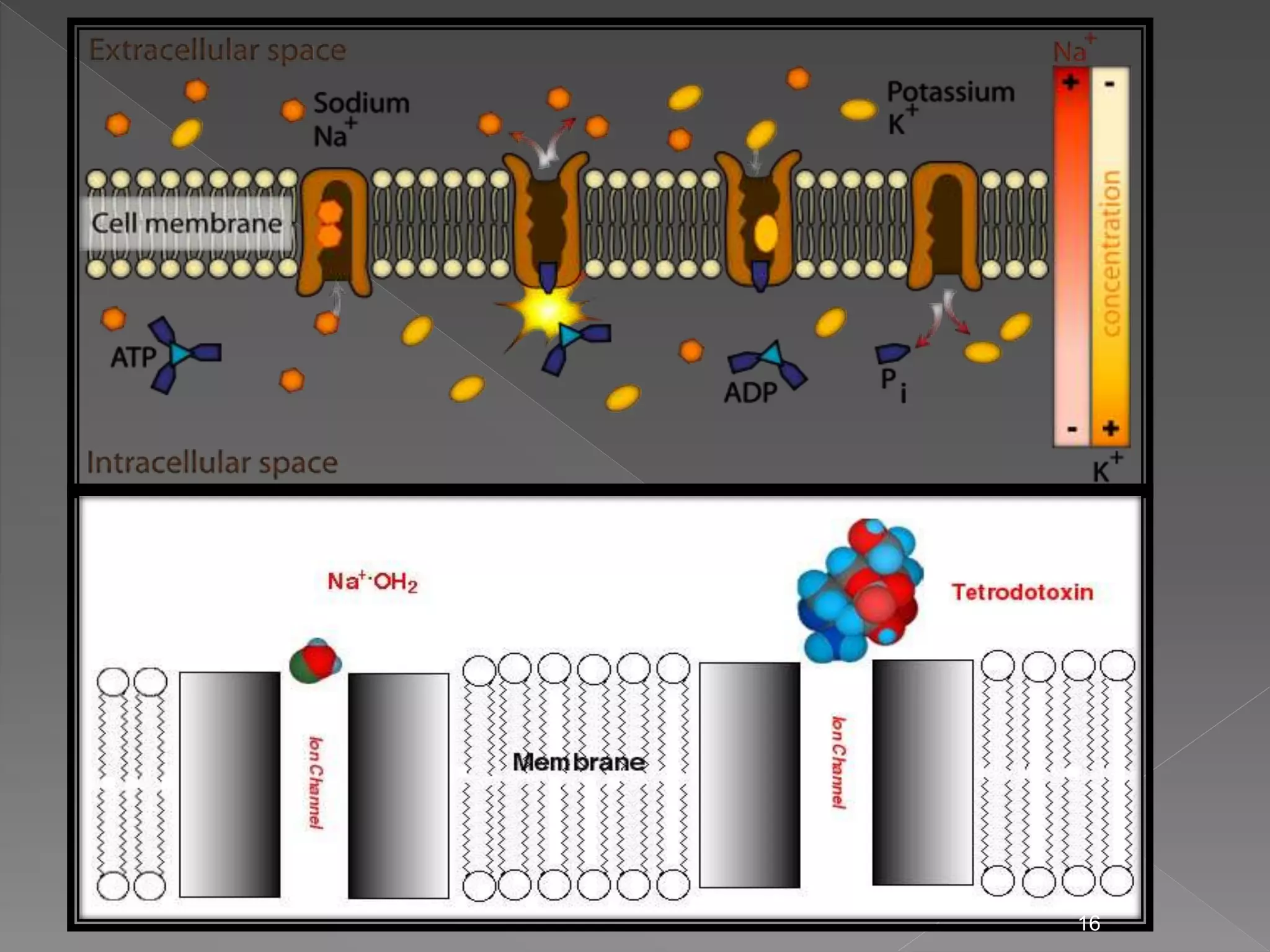 Neurotoxins | PPTX