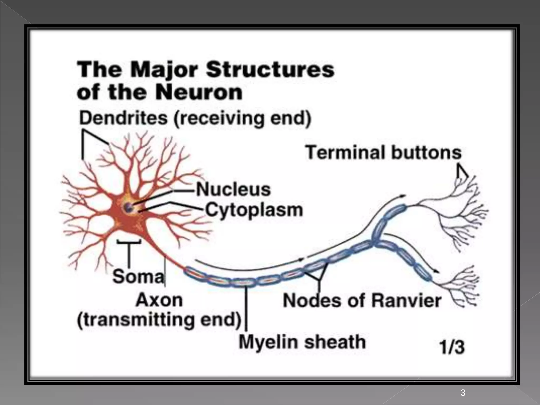 Neurotoxins | PPTX