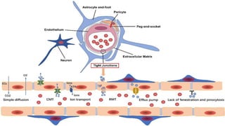 neurotoxins.pptx