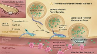 Neurotoxins in Food | PPTX