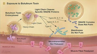 Neurotoxins in Food | PPTX