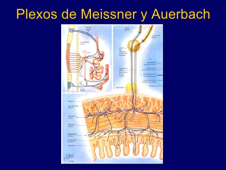 Neurotransmision 1 Autonomo A