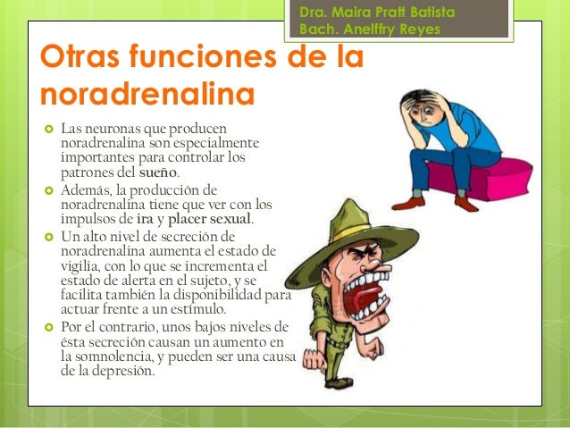 Noradrenalina Neurotransmisor Funciones Y Caractersticas