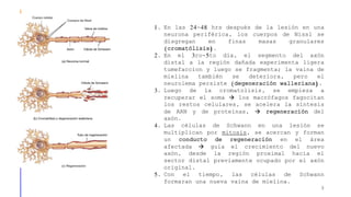 NEUROTRANSMISORES PRESENTACIÓN DE UNIVERSIDAD | PDF