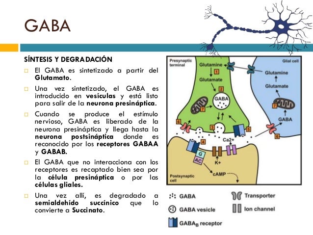 NEUROTRANSMISORES INHIBIDORES
