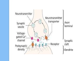 Neurotransmission | PPTX