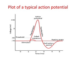 Neurotransmission | PPT