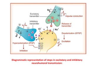Neurotransmission | PPT