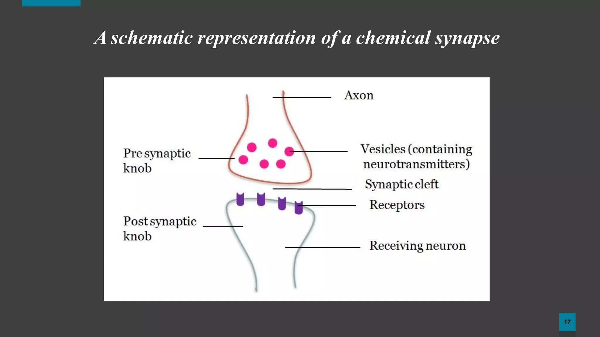 Neurotransmission | Neuromodulation | Mechanism | Disorders | PPTX