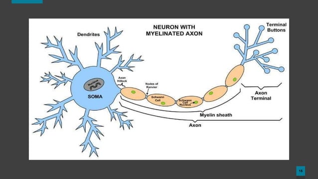 Neurotransmission | Neuromodulation | Mechanism | Disorders | PPT