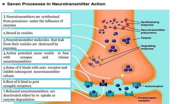 Neurotransmission | Neuromodulation | Mechanism | Disorders | PPT