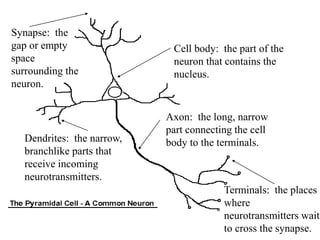 Neurotransmission.ppt