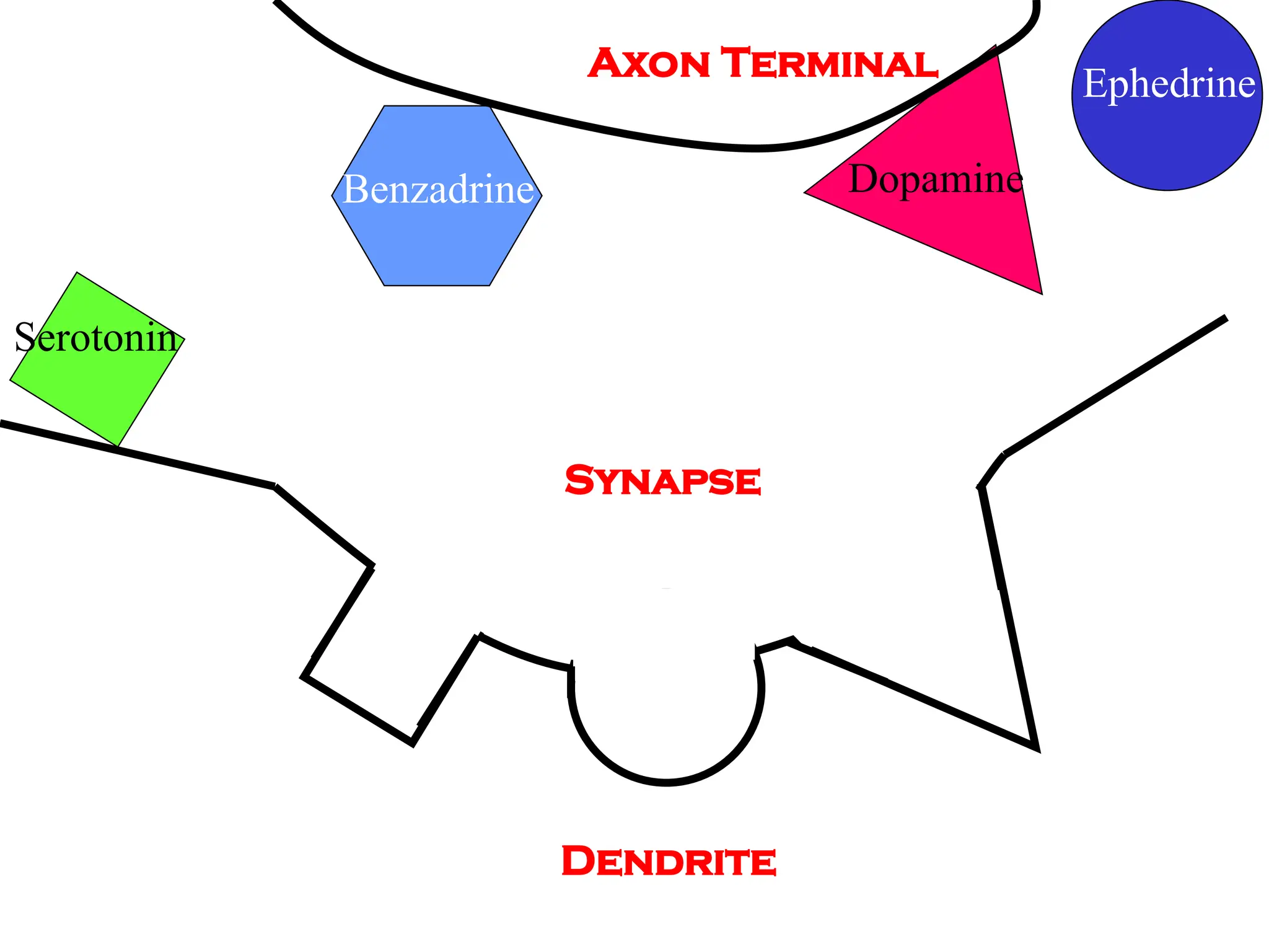Neurotransmission mechanism and functions | PPT
