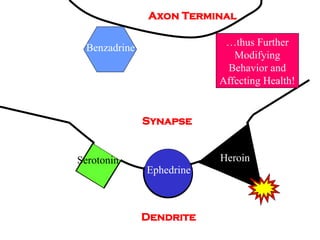 Neurotransmission mechanism and functions | PPT