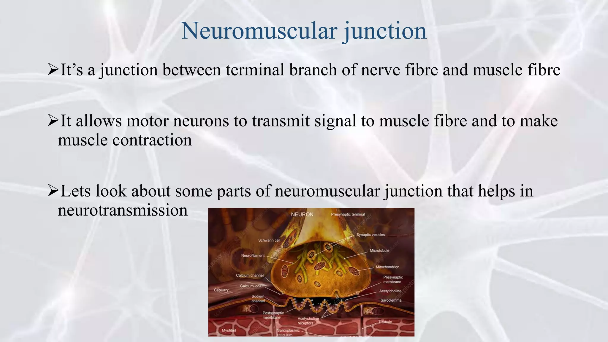 Neurotransmission and neuromuscular junction | PPTX