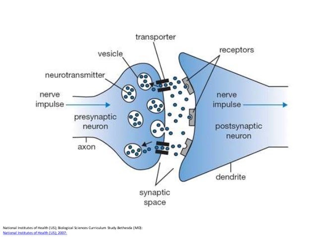 Neurotransmission ubc