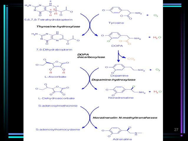 Neurotransmiters of ans synthesis and fate | PPT