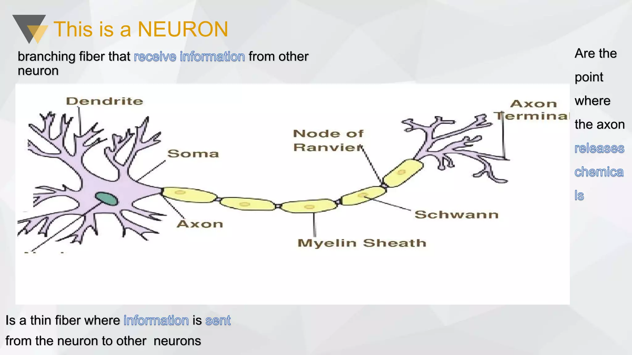 Physiology Neurotransmitter (nervous system) ppt | PPT