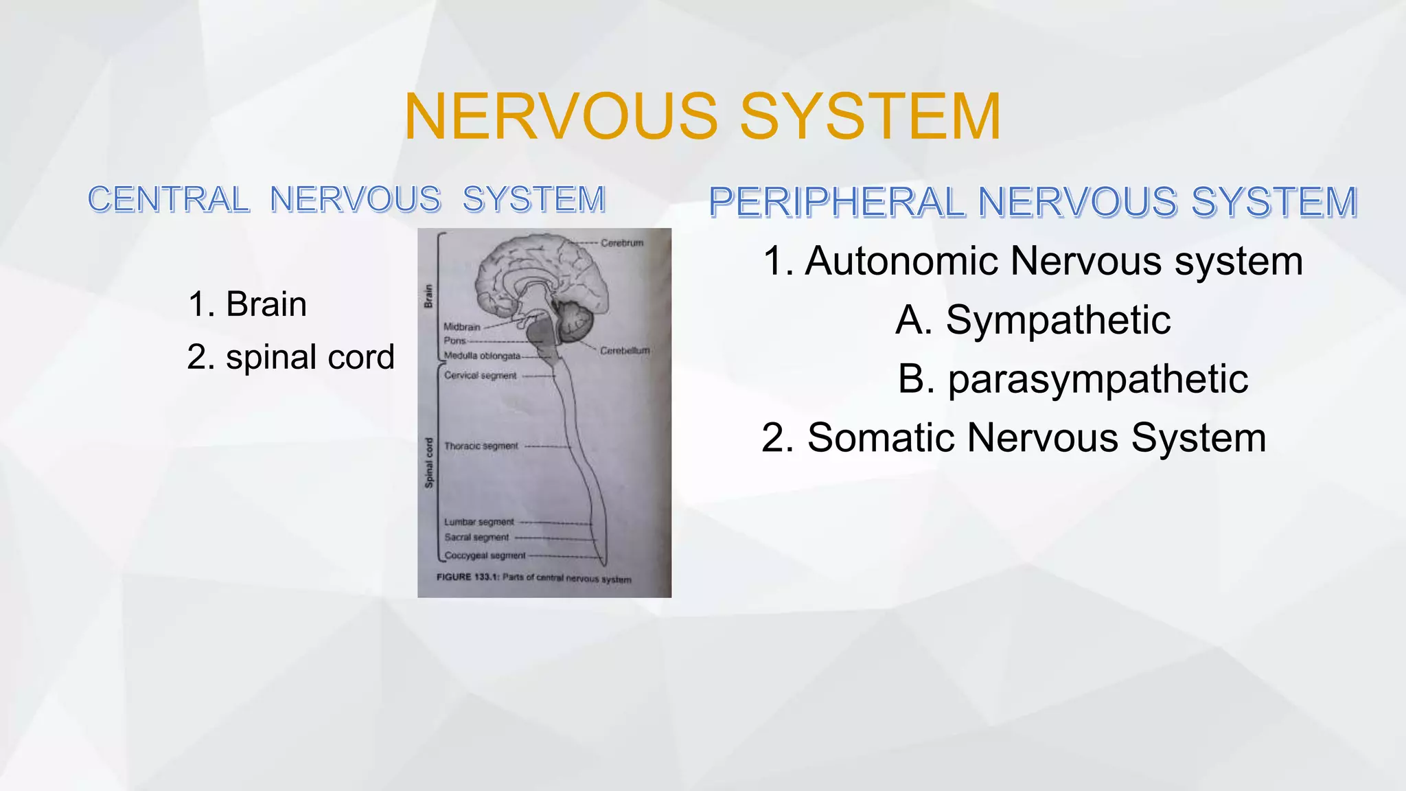 Physiology Neurotransmitter (nervous system) ppt | PPTX