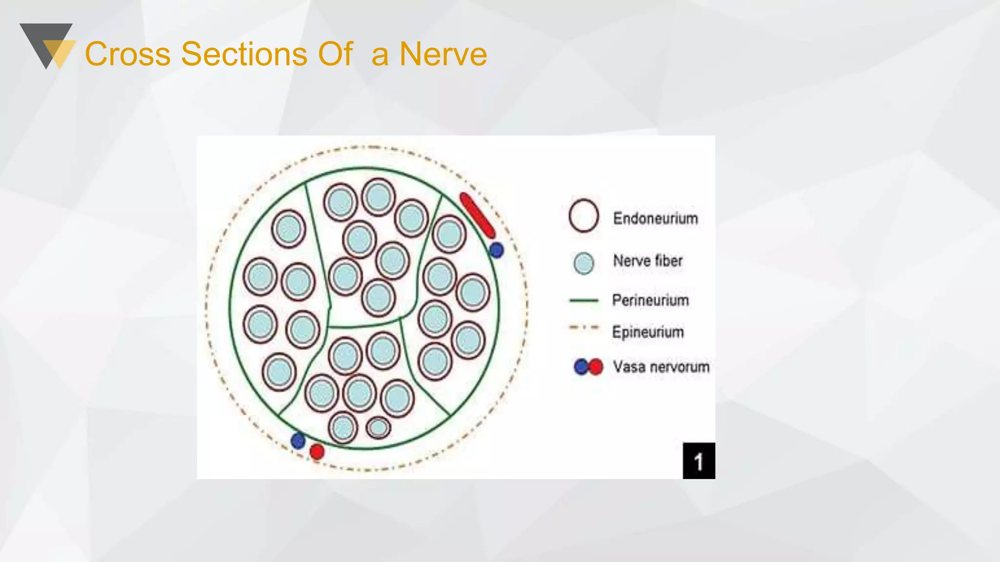 Physiology Neurotransmitter (nervous system) ppt | PPT