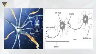 Physiology Neurotransmitter (nervous system) ppt | PPT