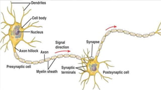 Physiology Neurotransmitter (nervous system) ppt | PPT
