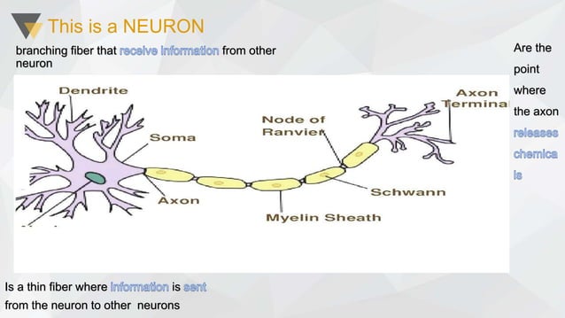 Physiology Neurotransmitter (nervous system) ppt | PPT