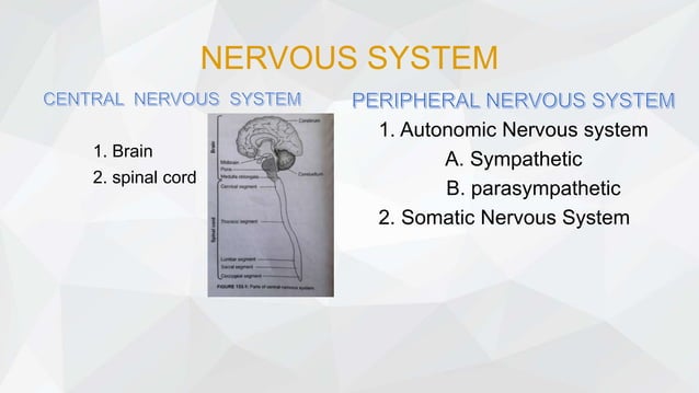 Physiology Neurotransmitter (nervous system) ppt | PPT