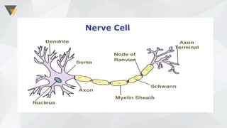 Physiology Neurotransmitter (nervous system) ppt | PPT
