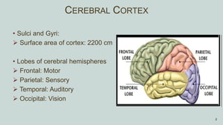 Neurotransmitter.pptx