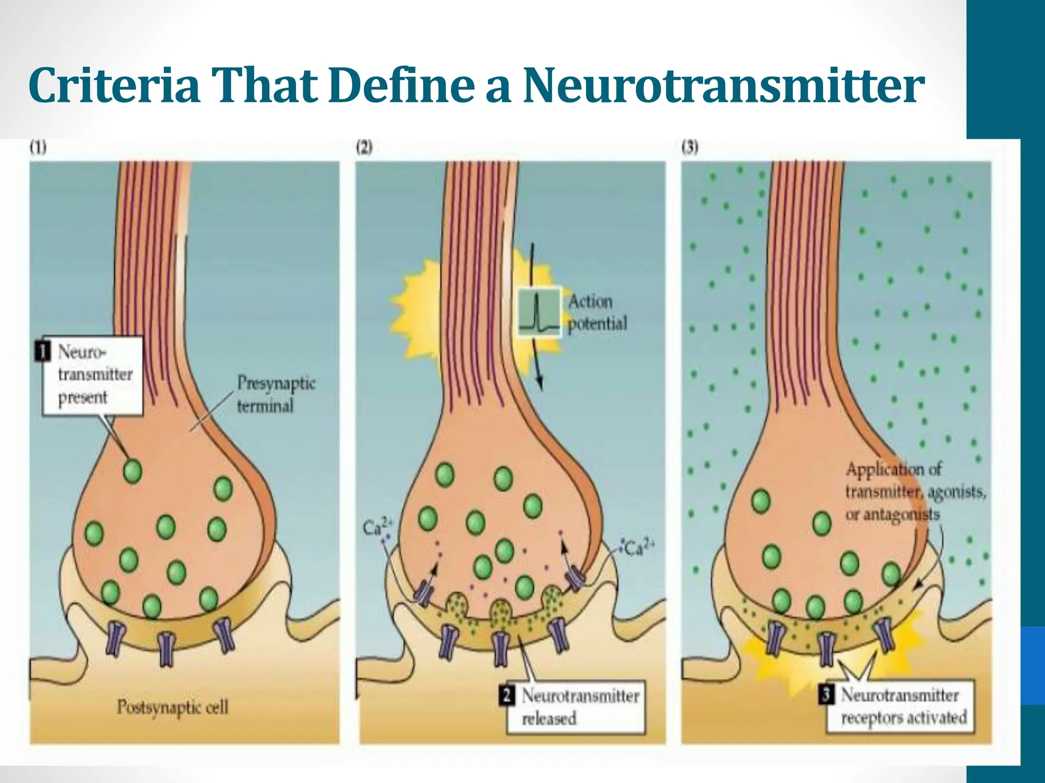 Chemical transmission in the nervous system neurotransmitter.pptx