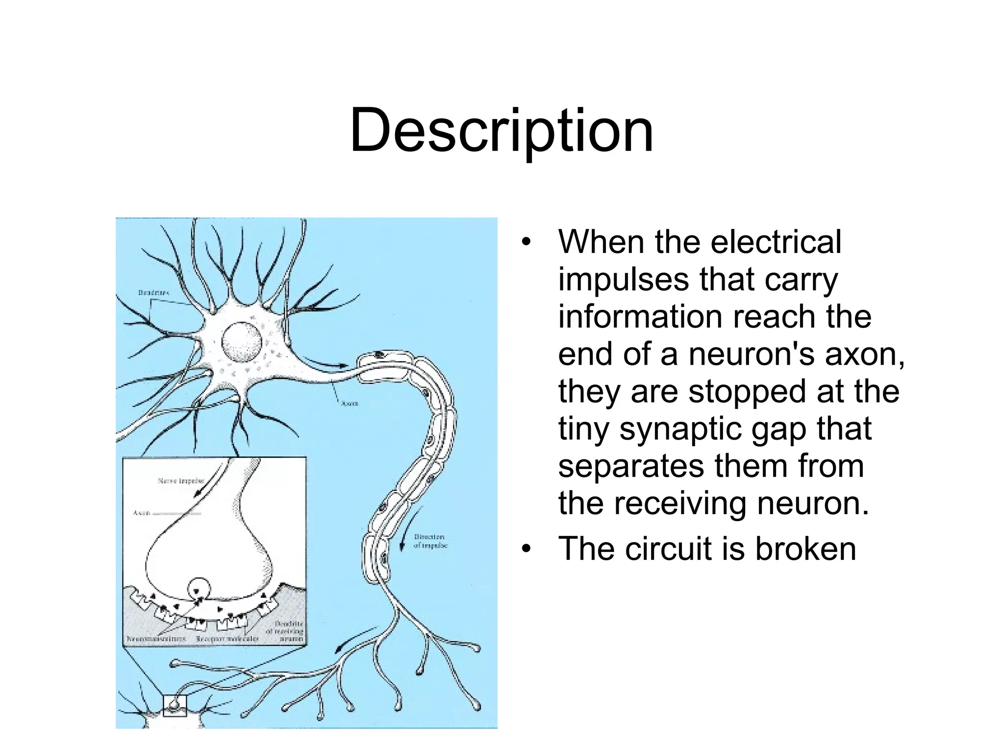 Neurotransmitters | PPT | Brain and Nervous System Disorders | Diseases and Conditions