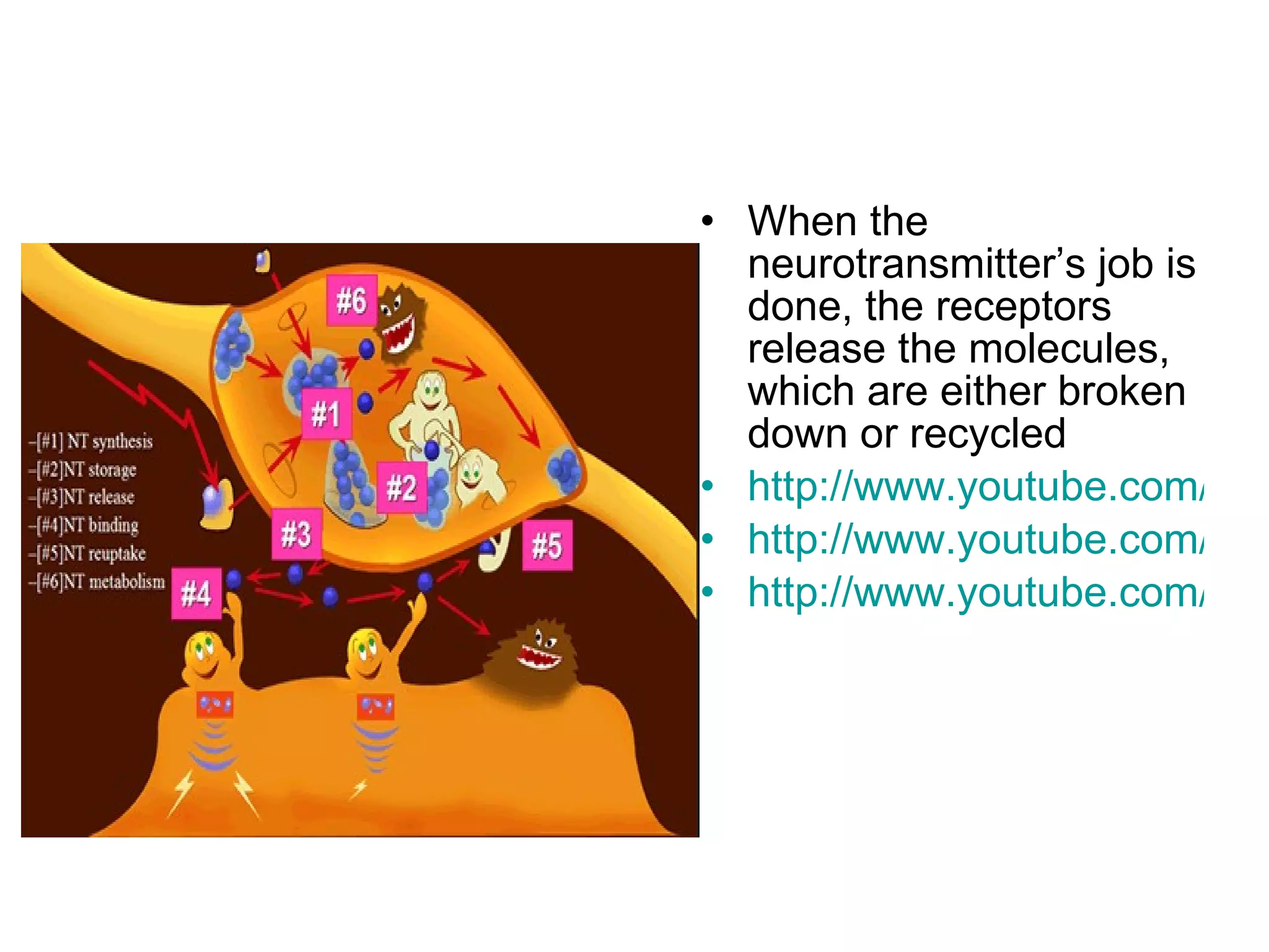 Neurotransmitters | PPT | Brain and Nervous System Disorders | Diseases ...