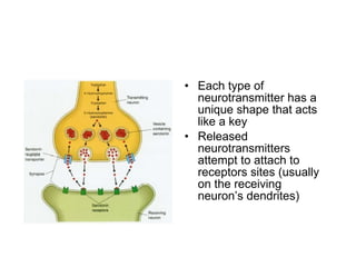 Neurotransmitters | PPT | Brain and Nervous System Disorders | Diseases ...